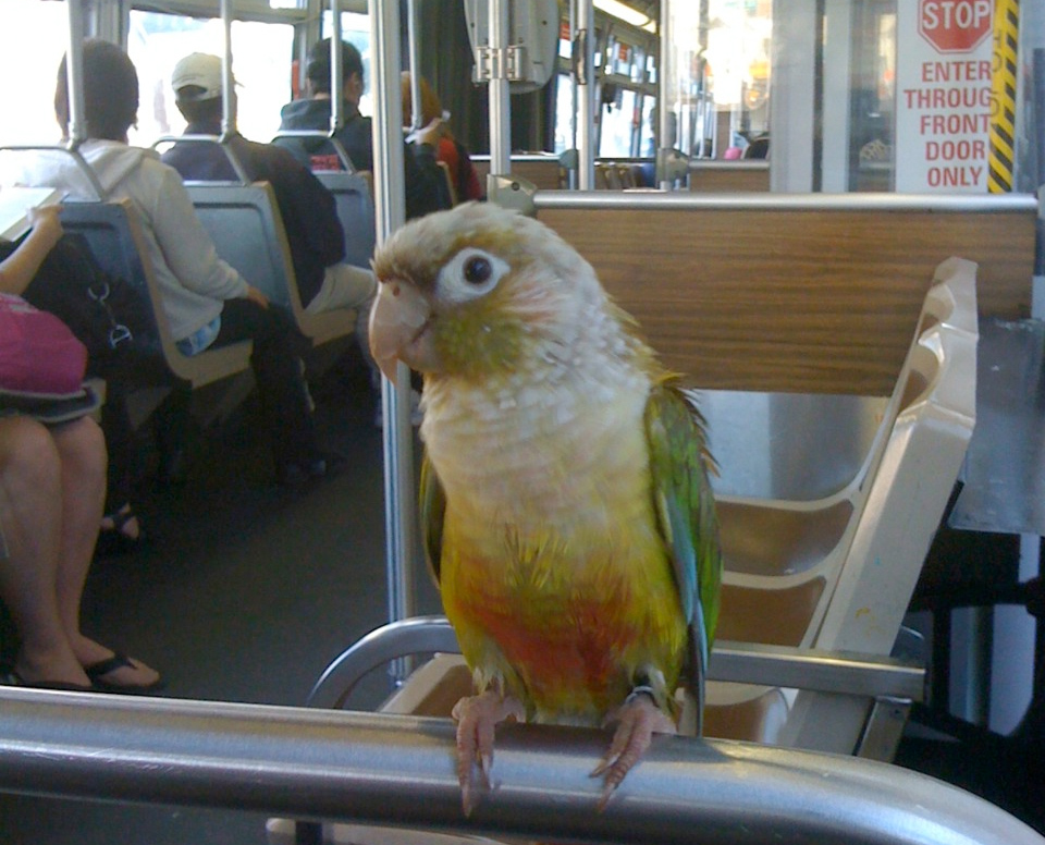 Bird About Town | Uptown Almanac