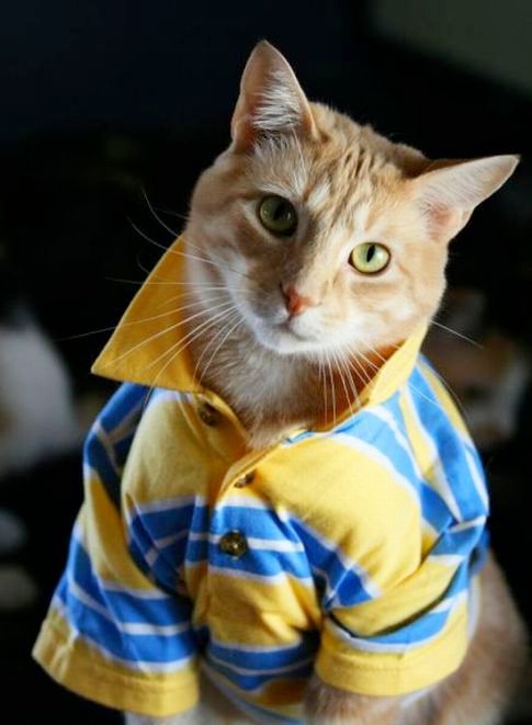 Things We Don't Hate: Bro Cats | Uptown Almanac