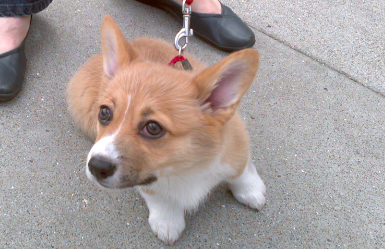 Good Dog of The Week: Tiny Corgi | Uptown Almanac